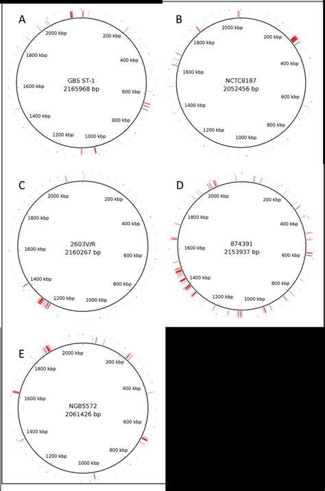 Location Of Genes Identified By The Pan Gwas Pipeline On A Strain Download Scientific Diagram