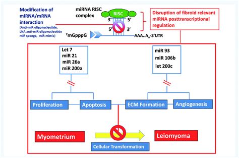Proposed Impact Of MiRNA Post Transcriptional Modification In Uterine