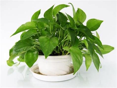 绿萝有什么寓意绿萝的花语是什么 坚韧善良 发财农业网