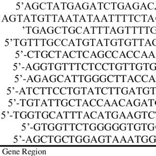 Primers For PCR Nested PCR And Differential PCR Test Primer Sequence Download Scientific
