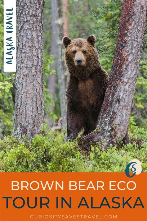 Epic Eco Tour In Alaska To See Brown Bears Ecotourism Alaska Travel