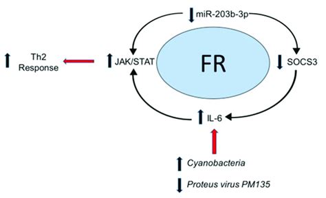 Conceptual Framework Model Of Host Microbial Interactions In Food Download Scientific Diagram