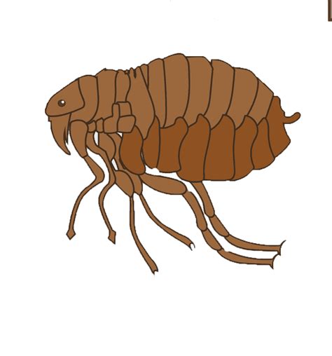 What Do Cat Fleas Look Like Cat World