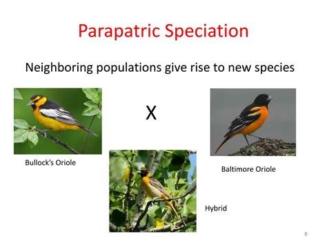 Ppt Macroevolution Speciation Powerpoint Presentation Free
