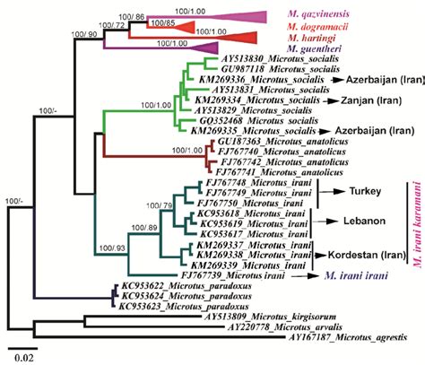 Bayesian Inference Tree Reconstructed From Cytb Sequences Of Social