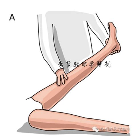 坐骨神經 全身最大的神經，沒有之一 每日頭條