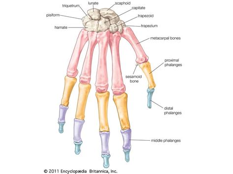 Bone Structure Function Types Britannica