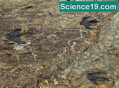 Wie man ein Fossil mit Essig säubert Wissenschaftliches Und Beliebtes Multimedia Portal