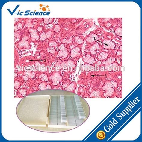 Human Microscope Slidestissue Microscope Slidesglass Slides High Human Microscope Slidestissue Microscope Slidesglass Slides High