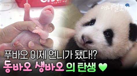 푸바오 언니 됐어요 국내 첫 쌍둥이 판다가 탄생하다 Kbs 230711 방송 Youtube