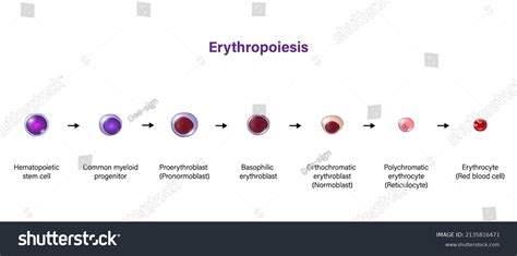 Polychromatophilic Erythroblast