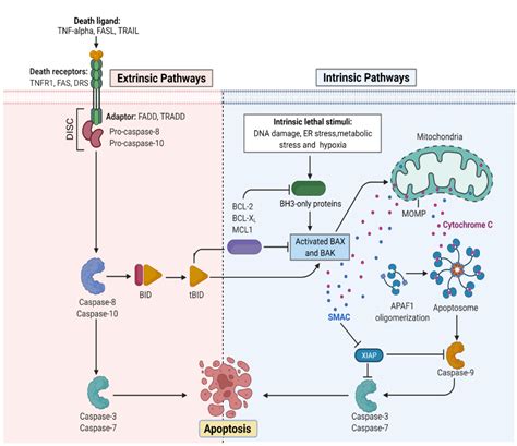 Hallmarks And Significance Of Apoptosis Encyclopedia Mdpi Hallmarks And Significance Of Apoptosis Encyclopedia Mdpi