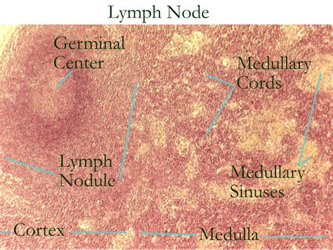 Lymph Node Anatomy Diagram