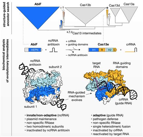 Reprogrammable Rna Targeting Crispr Systems Evo