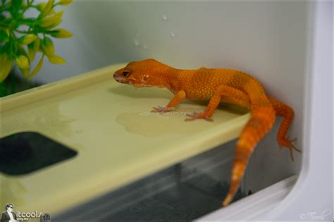 레오파드 게코 사육장 X 온도 조절 도마뱀 전기장판 개조 후기 네이버 블로그