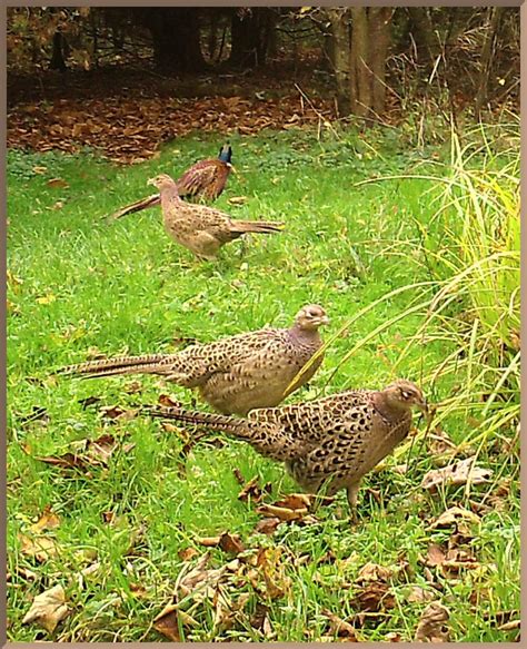 10 Free Pheasant Hen And Pheasant Images Pictures Of Female Pheasants
