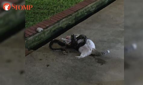 Python Coils Around Cat And Squeezes It To Latest News Stomp