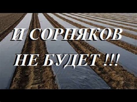 На даче - КАК ИЗБАВИТЬСЯ ОТ СОРНЯКОВ НА ГРЯДКЕ / Сорняки на грядках ...