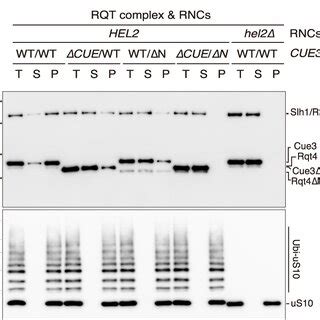 The Recruitment Of RQT Complex Into The Colliding Ribosome In The Download Scientific Diagram