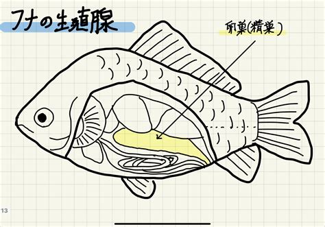 【魚類学】生殖腺と発生学まとめ Theフナ
