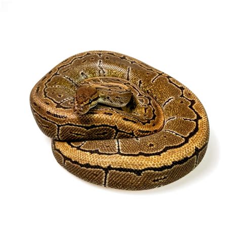 Pinstripe Het Ultramel Ball Python By Evolution Revolution