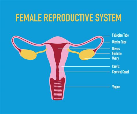 Illustration Of Female Human Reproductive System Vector 23515362 Vector