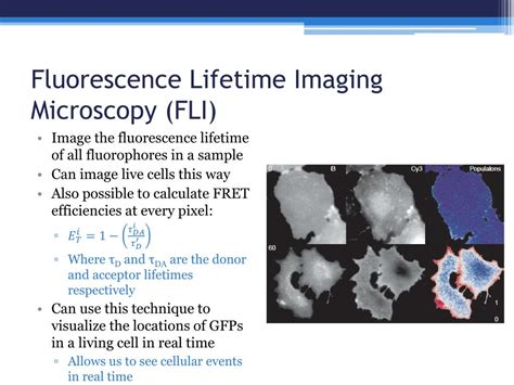 Ppt Fluorescence Microscopy Powerpoint Presentation Free Download Id 1884466
