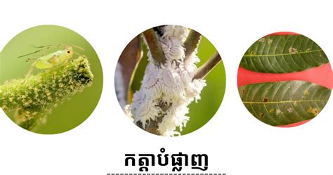 វិធីបង្កើនផ្កាស្វាយ នាទីកសិកម្ម Kaksekam Time