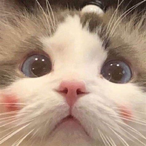 猫猫头 堆糖美图壁纸兴趣社区