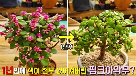 약품처리된 다육식물은 색감이 반드시 사라집니다 핑크아악무 Youtube