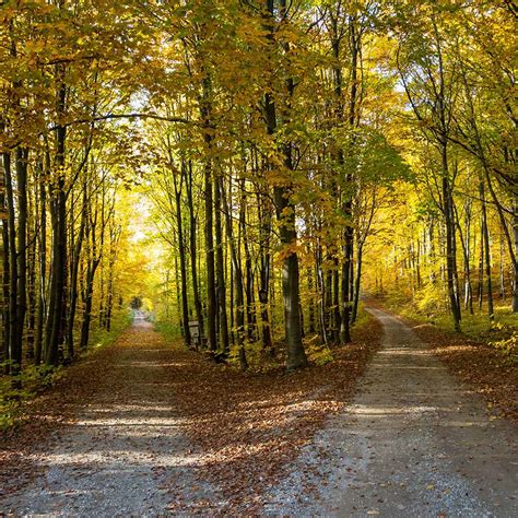 Test Optional What Does It Mean In 2026 My Learning Springboard