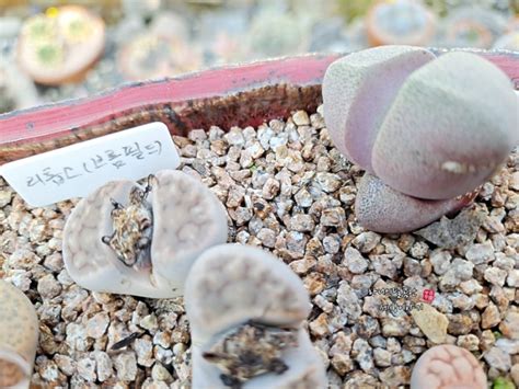 리톱스 꽃이 피었어요 리톱스 키우기 씨앗 파종 리톱스종류 네이버 블로그