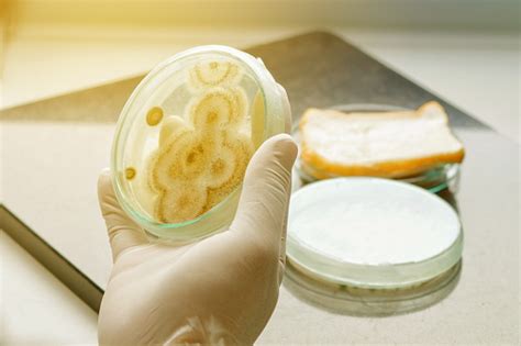 과학자 분석 및 요리에서 빵에서 곰 팡이 연구를 위한 실험실 유리 접시 생 화 확 적인 실험실에서 실험실에 대한 스톡 사진 및 기타 이미지 Istock