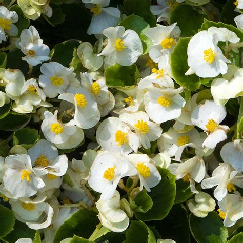 Pennington Annual Big Begonia White