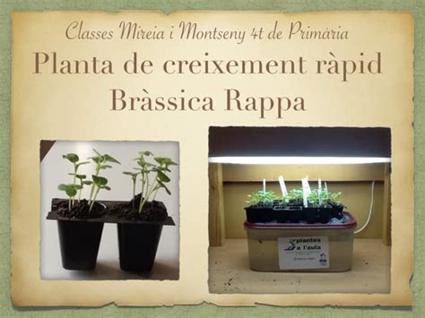 Bràssica Rappa 4t Primària Ppt