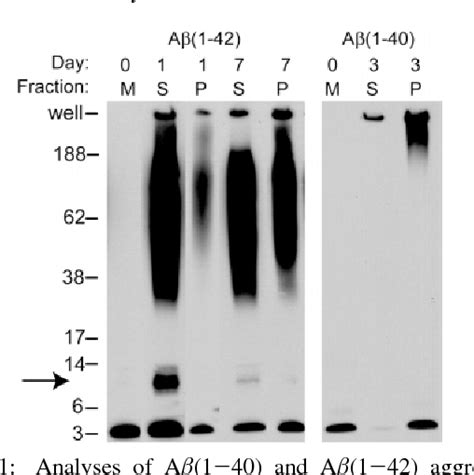 Figure 1 From Amyloid Beta 1 42 Rapidly Forms Protofibrils And Oligomers By Distinct Pathways