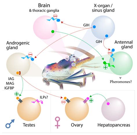 Multi Tissue Transcriptome Analysis Identifies Key Sexual Development