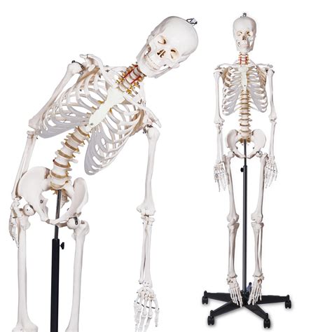 Anatomy And Physiology Skeletal System
