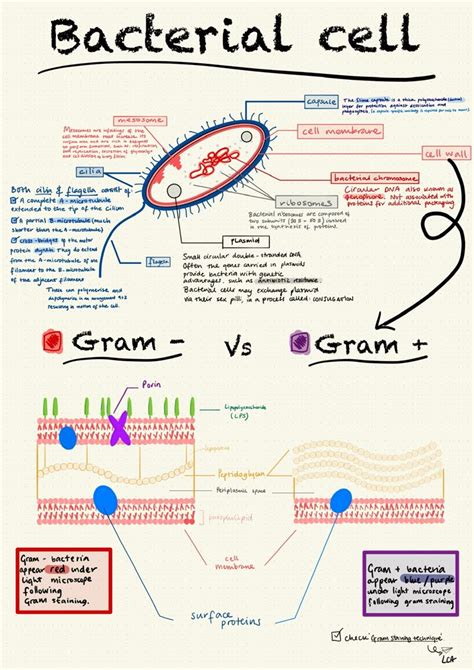 Bacterial Cell Structure And Function In Biology Notes Microbiology Study Science Lover