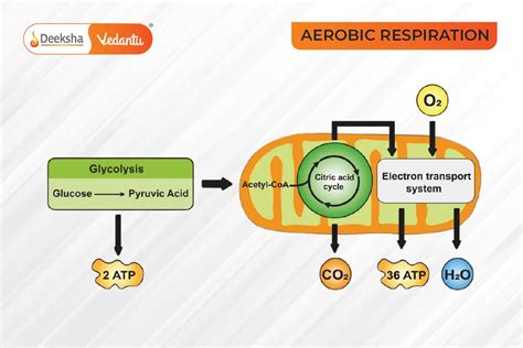 Respiration Aerobic And Anaerobic Respiration Class 10 Science