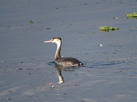 カンムリカイツブリ冠鳰 公式 水前寺江津湖公園熊本市の公園 公式 水前寺江津湖公園熊本市の公園