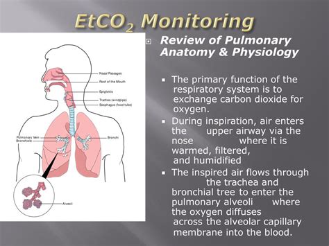 Ppt End Tidal Co 2 Etco 2 Monitoring Powerpoint Presentation Free