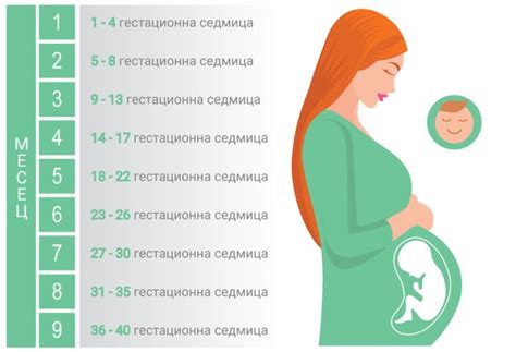 Коя гестационна седмица на кой месец отговаря Гризалче