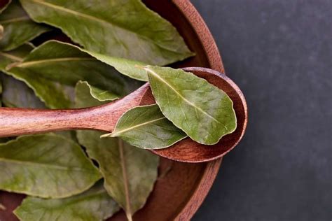 ბებიის რეცეპტი ნახეთ რა გზას უნდა მიმართოთ თუ ძველი ტანსაცმლის განახლება გსურთ დაფნის ფოთოლი