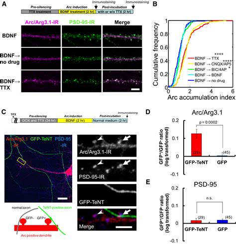 Inverse Synaptic Tagging Of Inactive Synapses Via Dynamic Interaction Of Arc Arg3 1 With Camkiiβ
