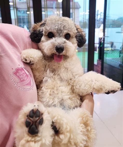 푸숑 짱구 강아지 책임분양 ♥ 강아지파양 고양이파양 유기견무료분양입양 아이조아요양보호소