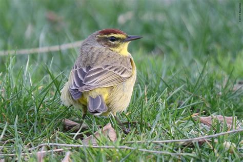 Brood Patch Urban Hawks