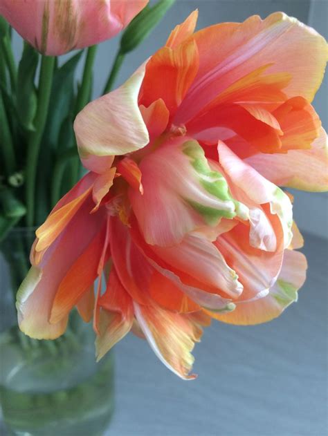 Pin tillagd av シェリ på 花とフルーツ Blommor