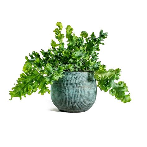 Phlebodium Davana Blue Star Fern Artofit