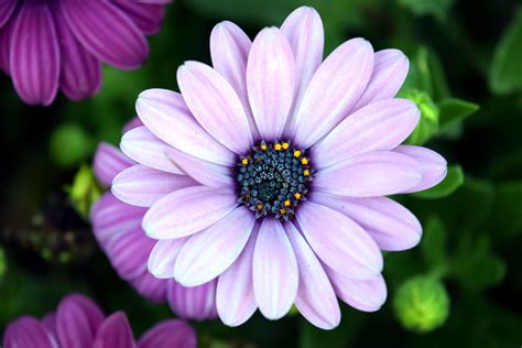 무료 사진 여름 매크로 자연 식물 꽃잎 정원 꽃 꽃